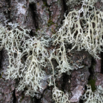 Veramoss – Evernyl for perfumery | ECSA Chemicals