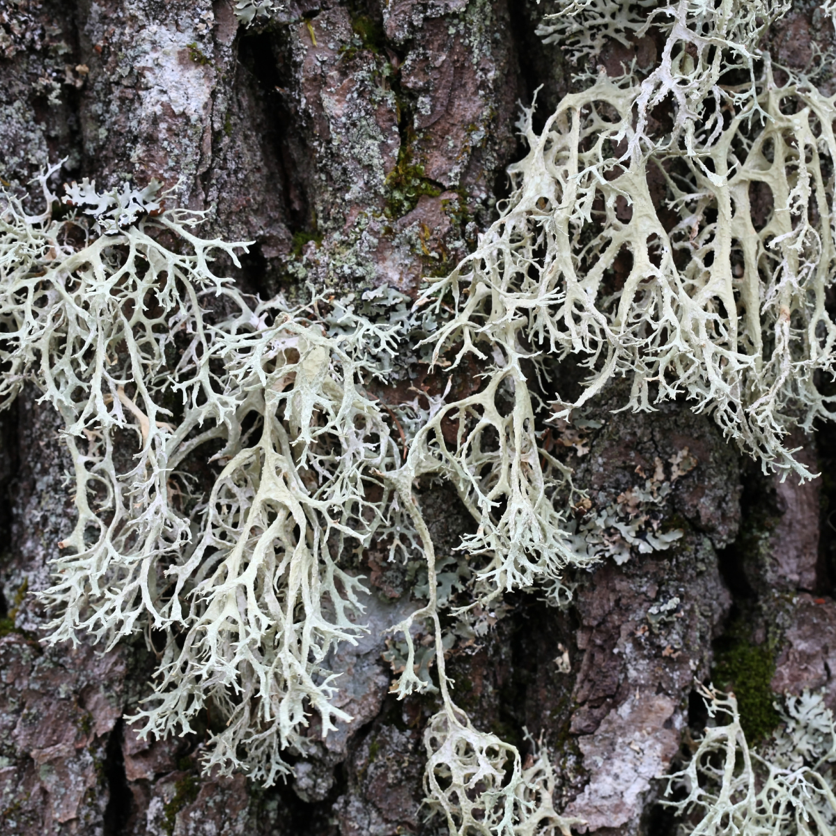 Veramoss – Evernyl for perfumery | ECSA Chemicals